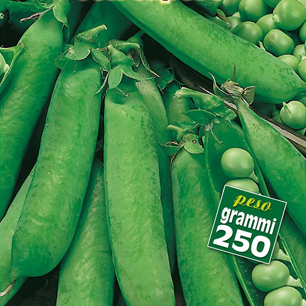 PISELLO Mezza Rama Espresso Generoso