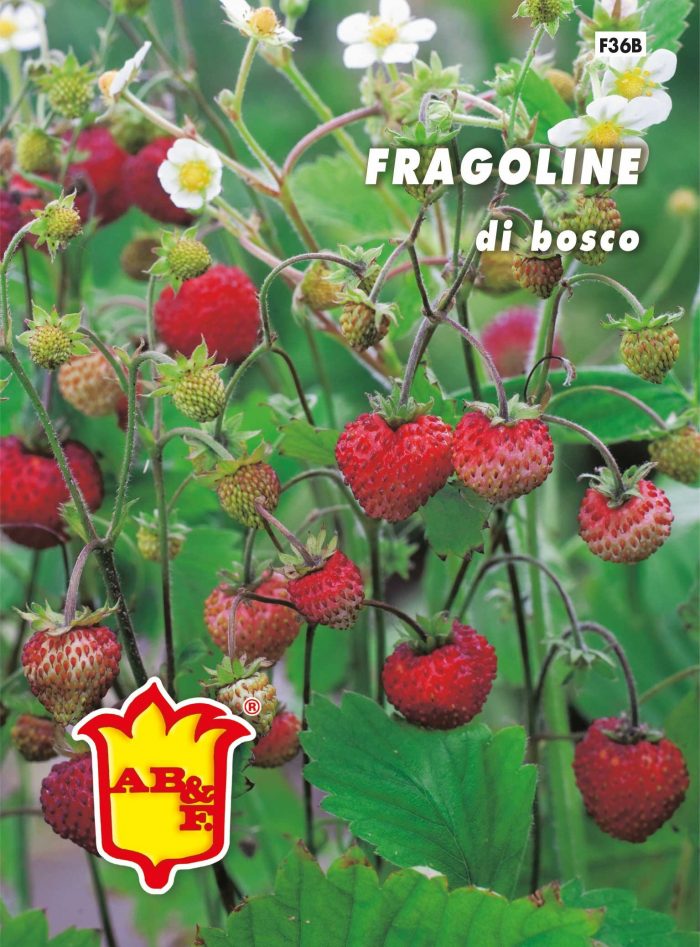 Sementi Bruni | FRAGOLINA di bosco