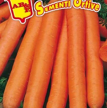 CAROTA Nantese mezza lunga
