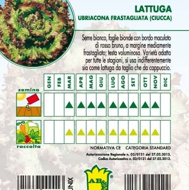 LATTUGA CAPPUCCIO Ciucca